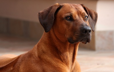 Rhodesian Ridgeback: Le 5 razze di cani da guardia più temibili ...